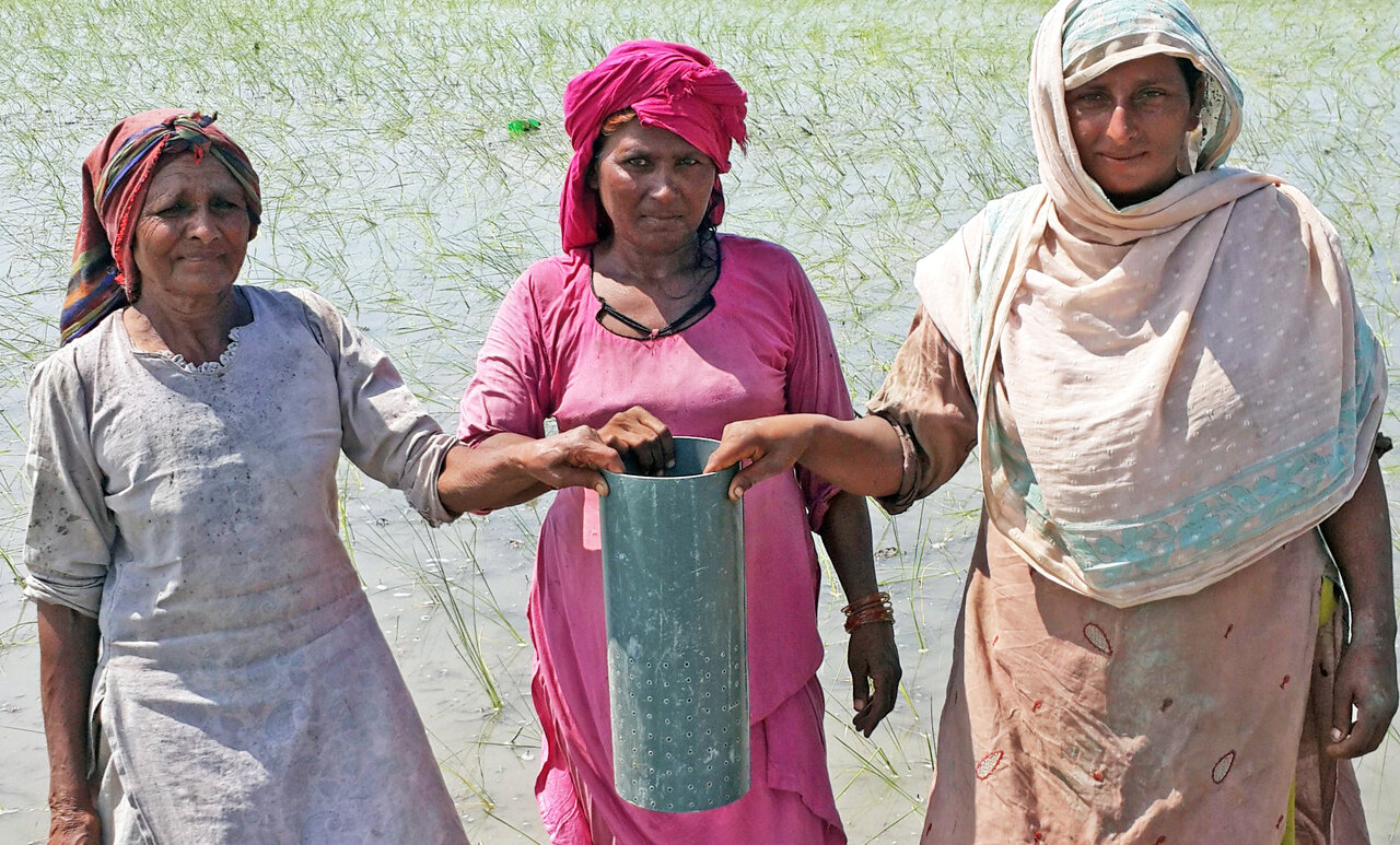 Gender Role in rice value chain, Pakistan | Helvetas